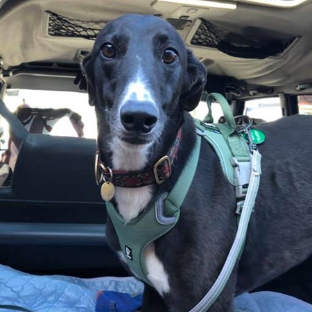 Rex | Greyhound Protection UK