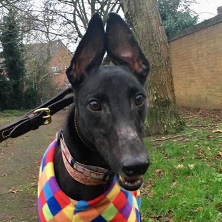 Rex | Greyhound Protection UK