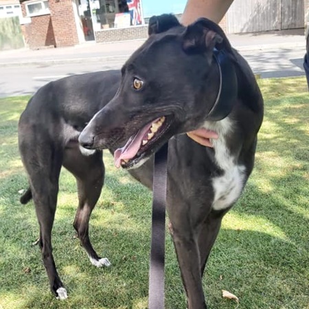 Risk and Roll saved from being send to Pakistan! | Greyhound Protection UK