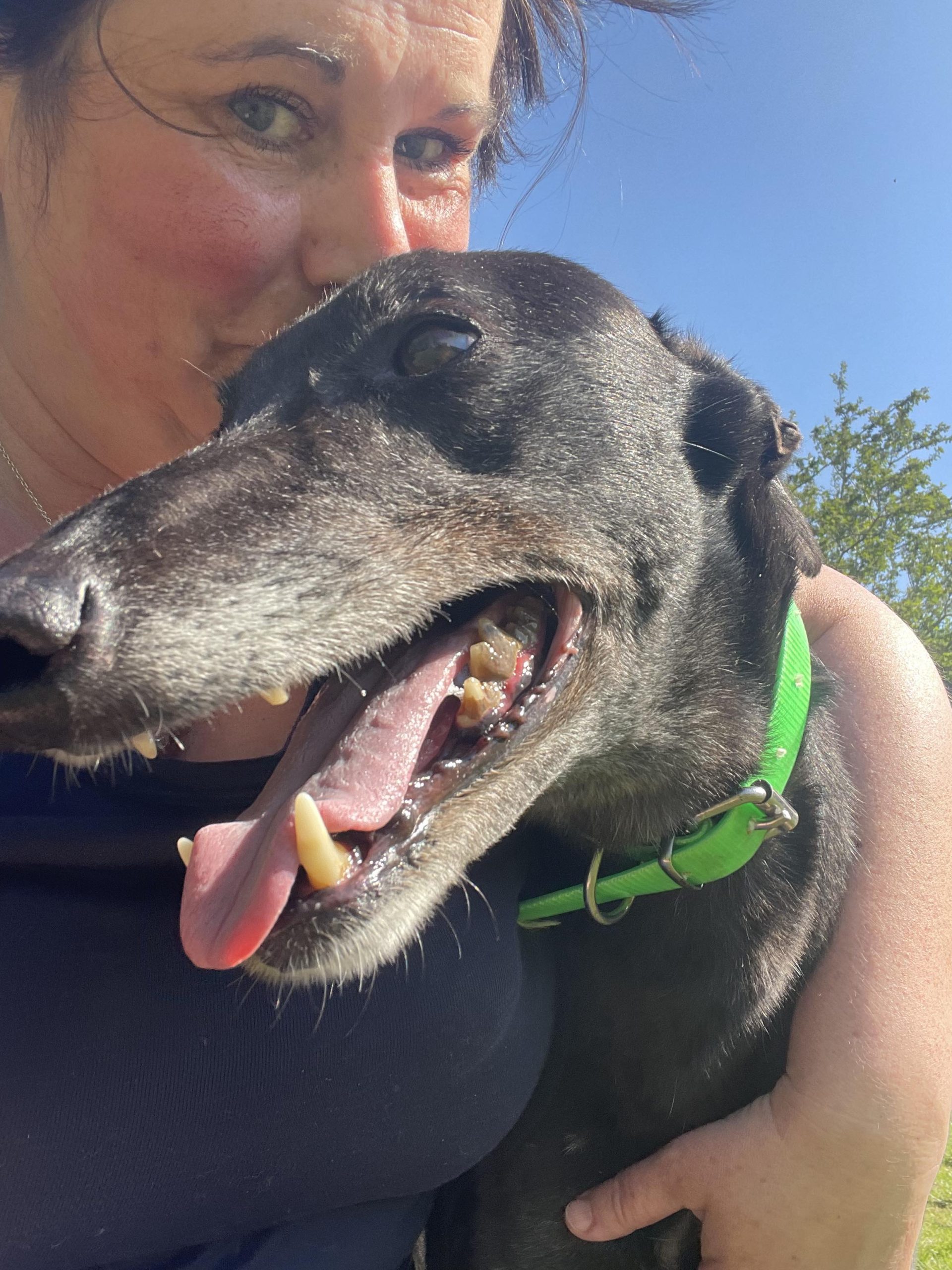 Rancho | Greyhound Protection UK