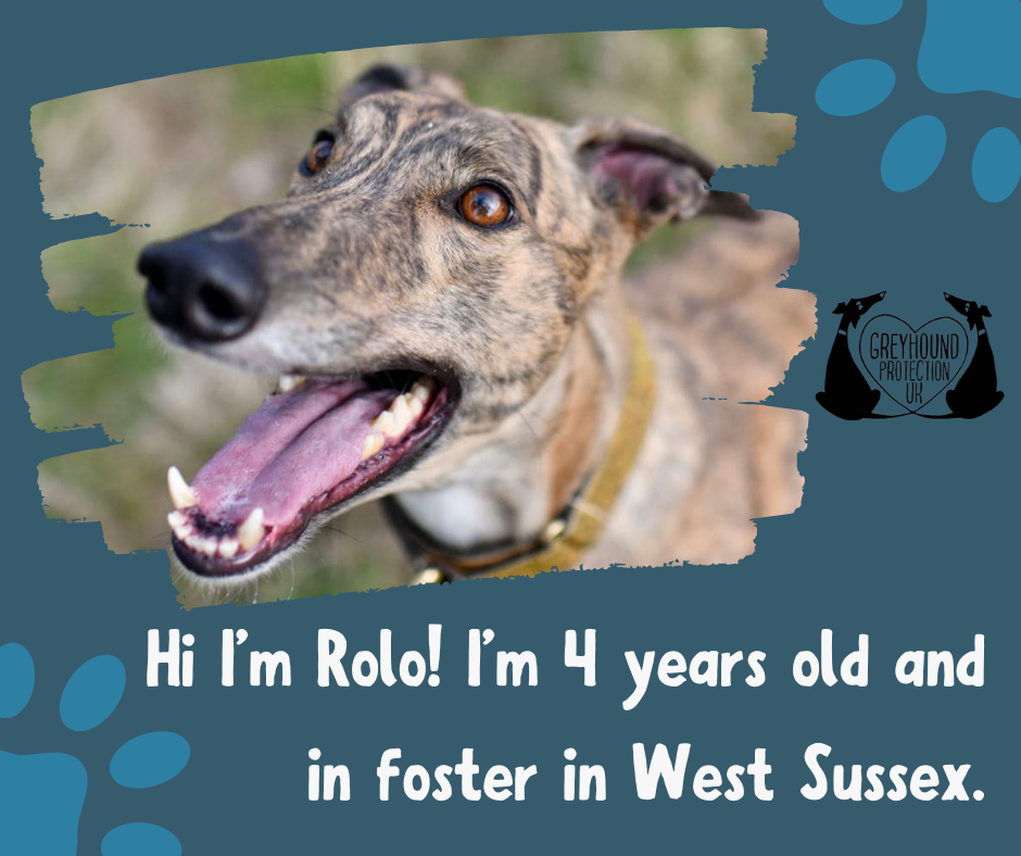 Rolo is Our Dog of the Week! | Greyhound Protection UK