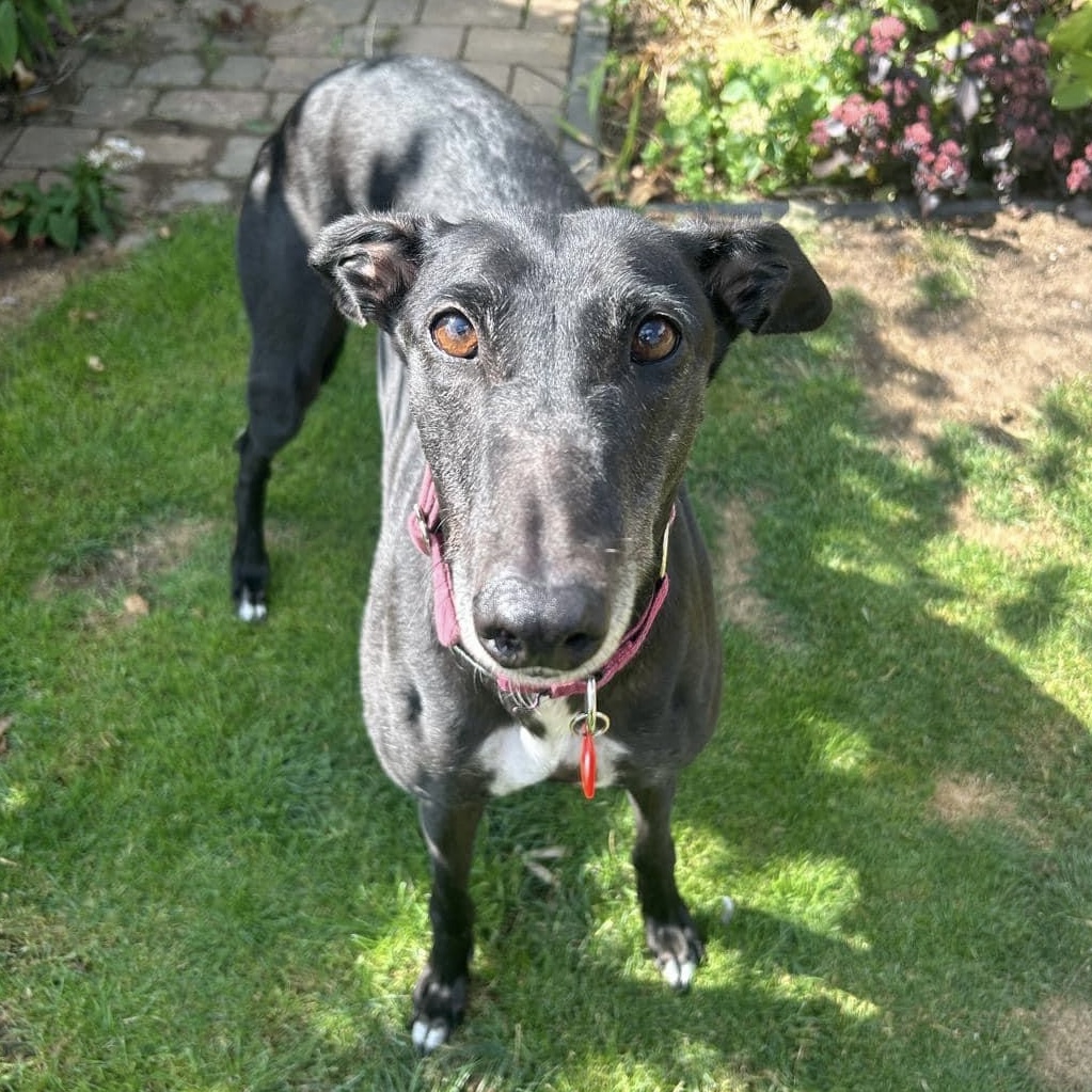 Greyhound Protection UK | Greyhound Rescue