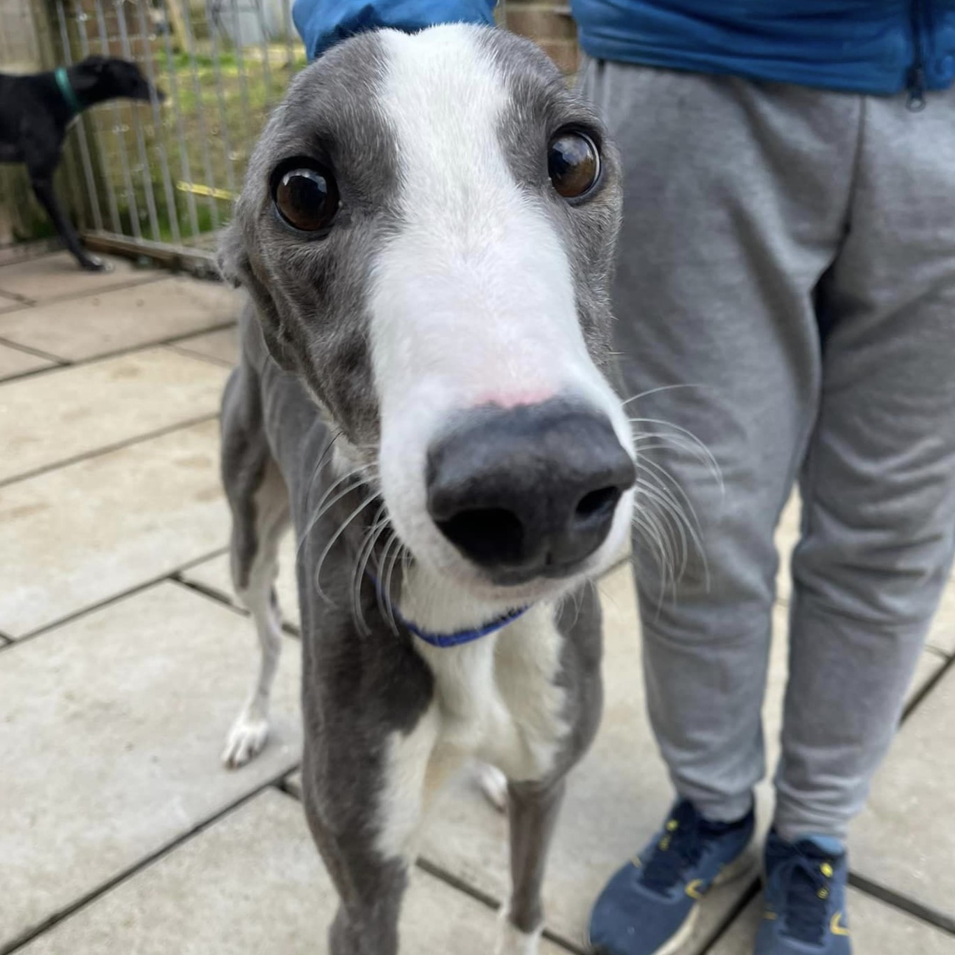 Chris, Sadie and Misty have arrived from Spain | Greyhound Protection UK