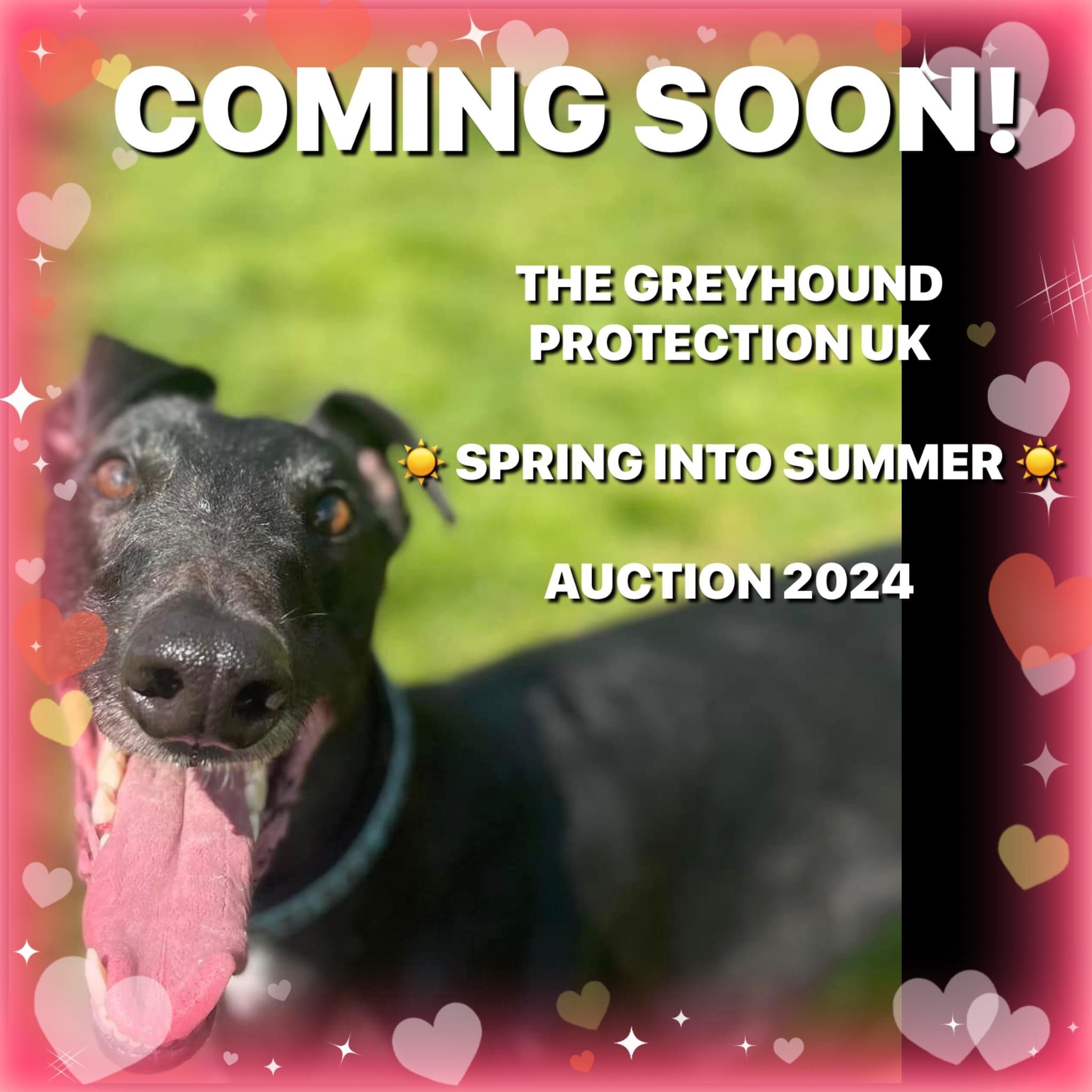 News | Greyhound Protection UK