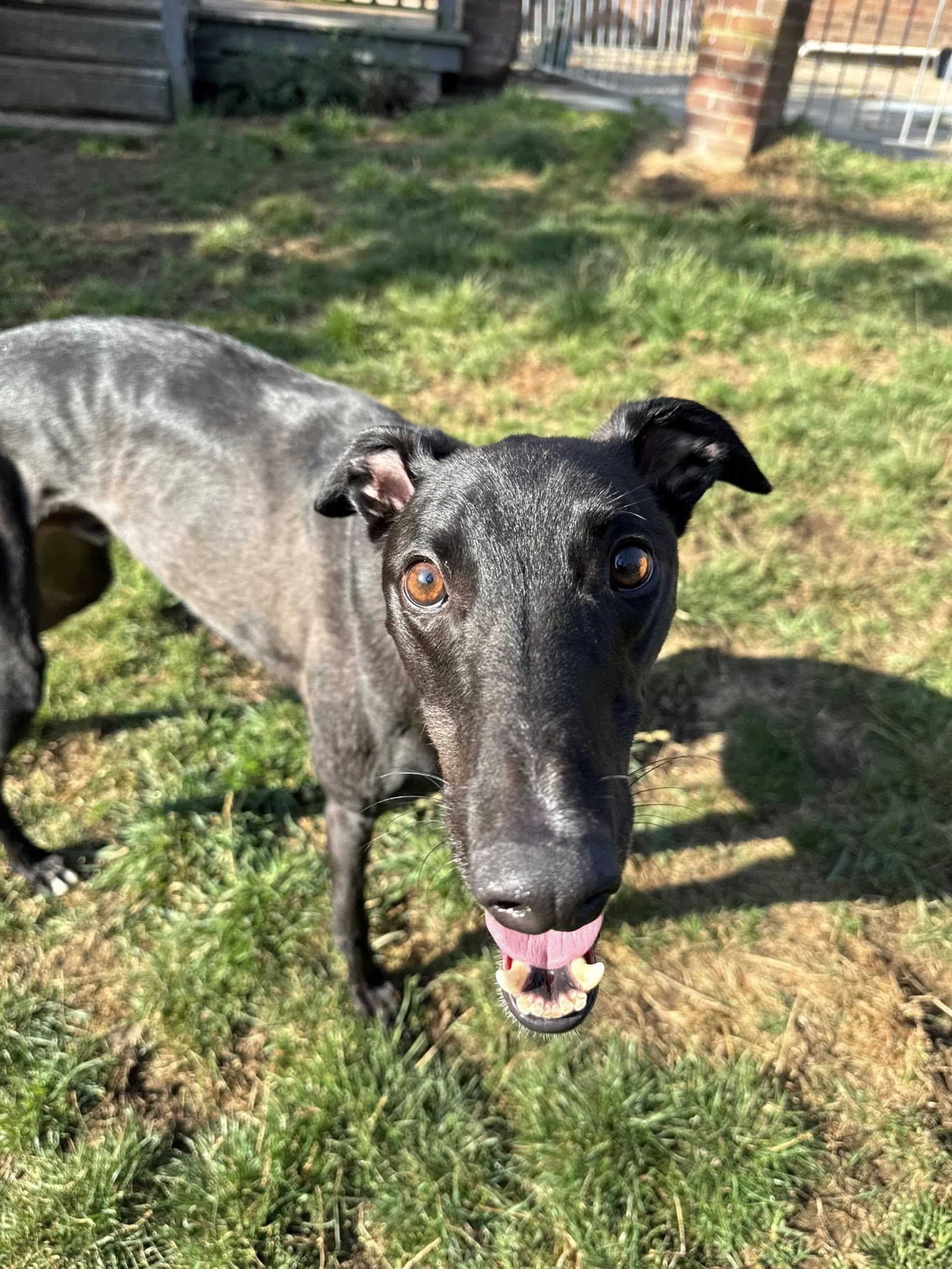 George | Greyhound Protection UK