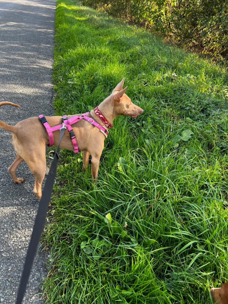 Saffy